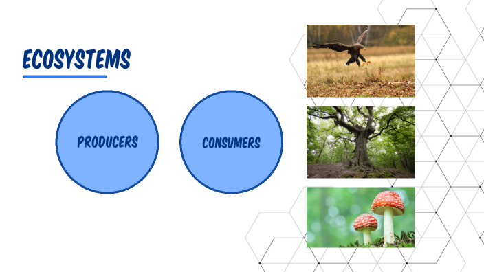 Choices Board Ecosystems by Evan Aquino on Prezi