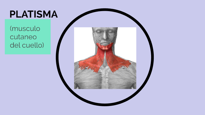 platisma by perla erendira pita ceja on Prezi