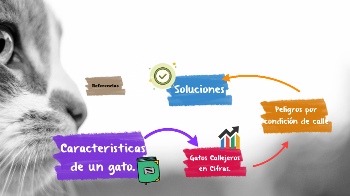 Gatos de la Calle: Como frenar el número de gatos callejeros. by Itzel ...