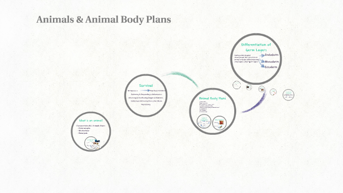 Animals & Animal Body Plans by Kyle Jackson on Prezi