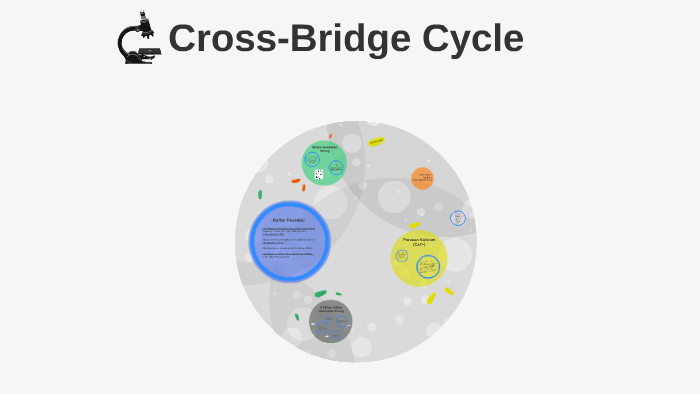 Cross-Bridge Cycle by Anniza Cantika on Prezi