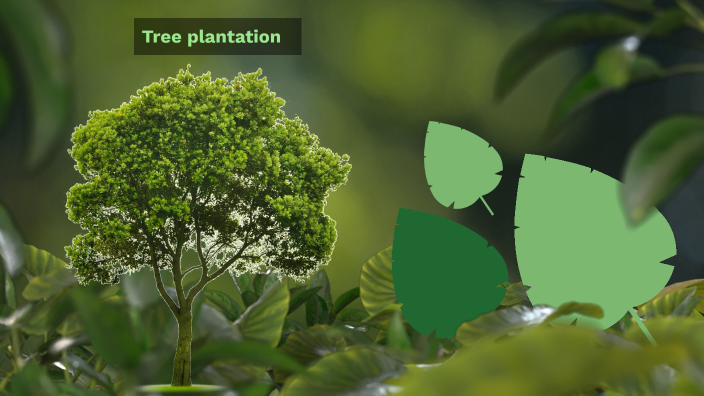 TREE PLATATION by Emily vallejos on Prezi