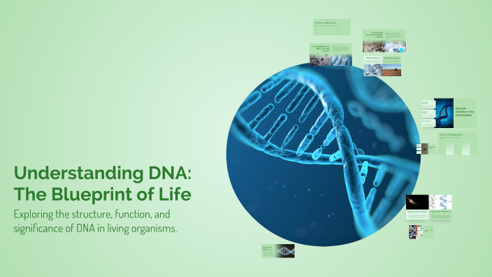 Understanding DNA: The Blueprint of Life by erto080 on Prezi