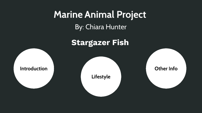 Hunter, Chiara - Marine Animal Project (Stargazer Fish) by Chiara ...