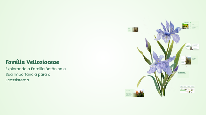 Família Velloziaceae by Erlaiana Milena on Prezi
