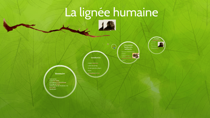 Les étapes De La Lignée Humaine L Homme Et Son évolution By Julie