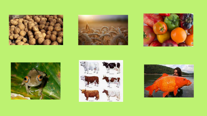 Mendels Erkenntnisse werden in Tier- und Planzenzucht genutz by lisa ...