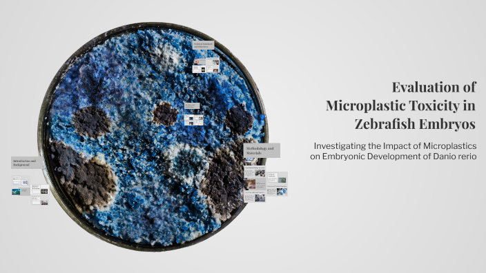 Evaluation of Microplastic Toxicity in Zebrafish Embryos by Gabriela ...