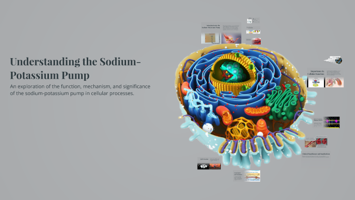 Understanding the Sodium-Potassium Pump by Evan Johnson on Prezi
