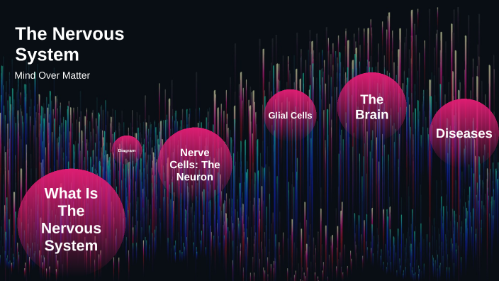 Nervous System by William Axley on Prezi