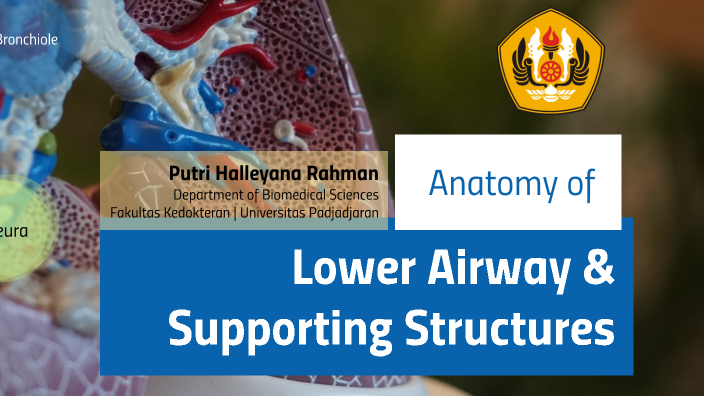 Anatomy of Lower Airway by Putri Halleyana Rahman on Prezi