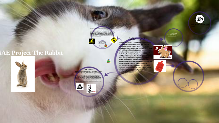 SAE Project The Rabbit by Guillermo ruiz on Prezi