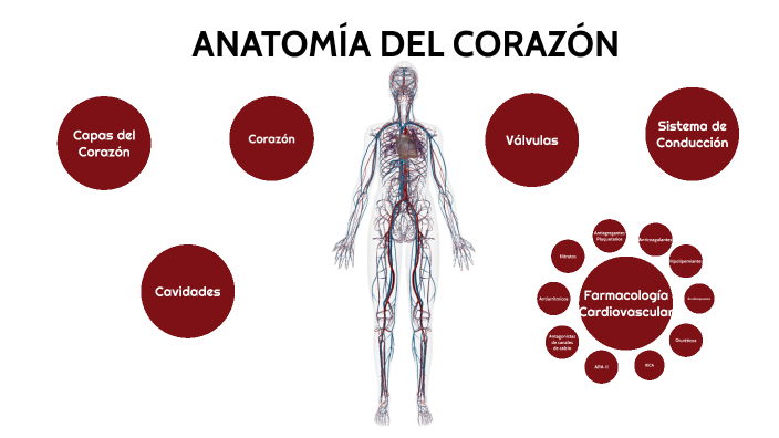 ANATOMÍA DEL CORAZÓN by Ximena Aguilar on Prezi