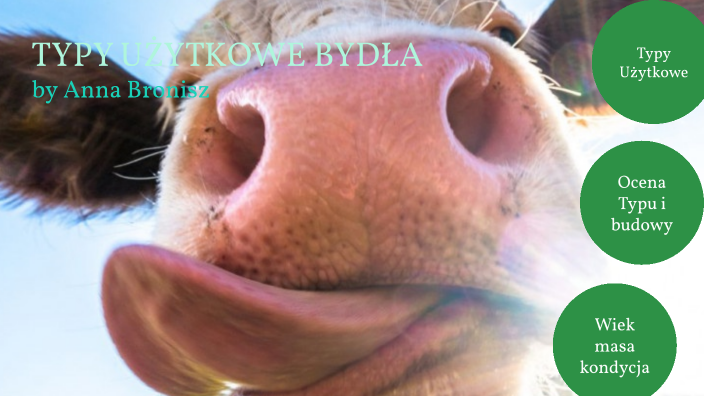 Typy użytkowe i rasy bydła - by Anna by Anna Bronisz on Prezi