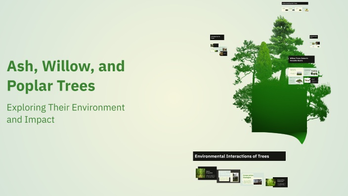 Ash, Willow, and Poplar Trees by inaya daramsy on Prezi