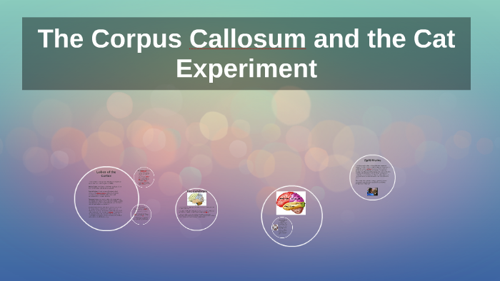 Corpus Callosum and The Cat Experiment by Ejerlin Reinoso on Prezi