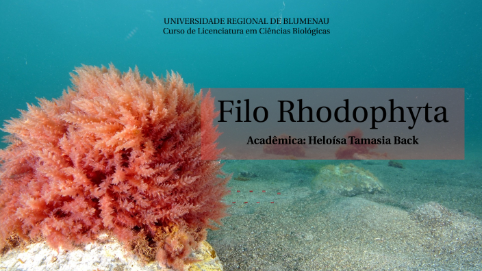 Filo Rhodophyta by Heloísa Back on Prezi