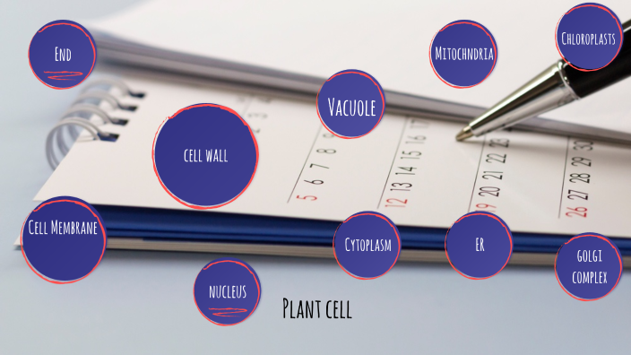 Plant cell by Aries Ypma on Prezi