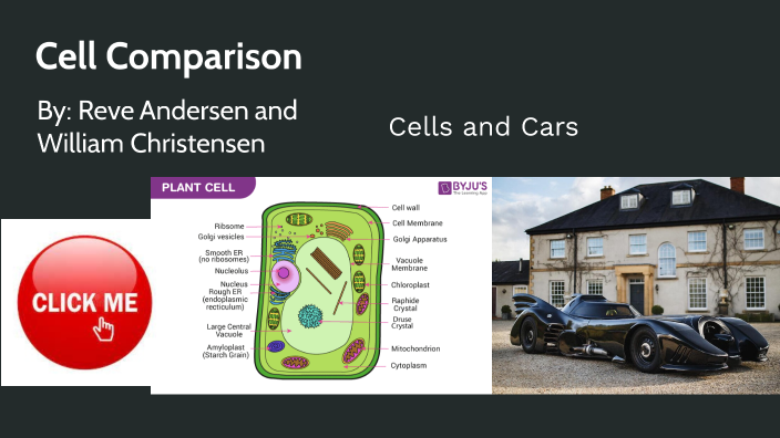 Cell Brochure by Reve Andersen on Prezi
