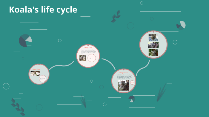 Koalas life cycle by Andrew Declan and stubbs by andrew page on Prezi