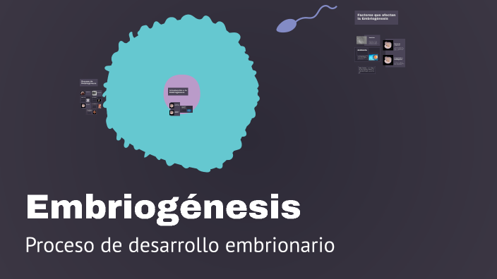 Embriogénesis by sagoarmy623 pro on Prezi