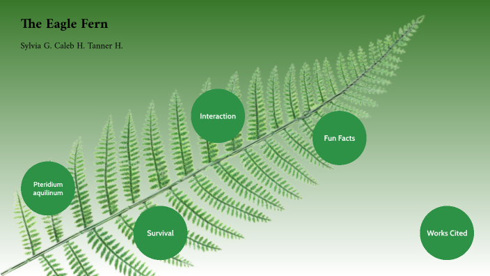 Eagle Fern by Sylvia Galvan on Prezi