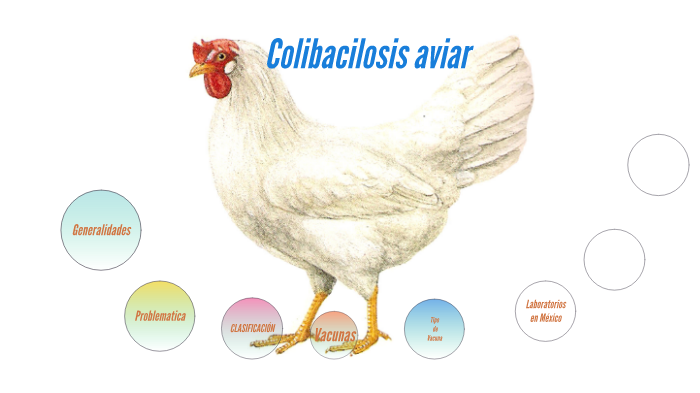 Colibacilosis aviar by Ana Bautista on Prezi