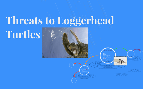 Threats to Loggerhead Turtles by Elizabeth Merkel on Prezi