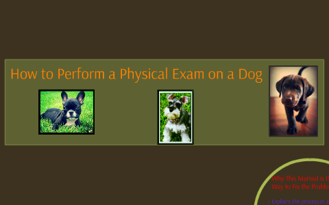 How to Perform a Physical Exam on a Dog by on Prezi