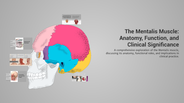 The Mentalis Muscle: Anatomy, Function, and Clinical Significance by ...