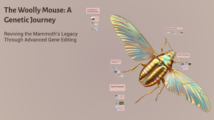 The Woolly Mouse: A Genetic Journey by Caroline Easton on Prezi