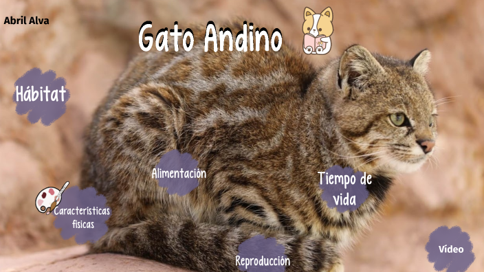 El gato andino-Abril Alva by CuartoB Primaria on Prezi