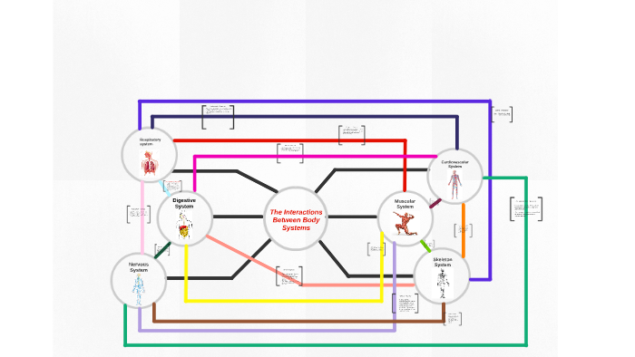 The Interactions Between Body Systems by Talia Robins