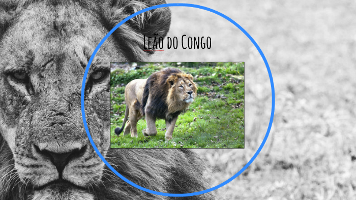 Leão do Congo by Marta Brito on Prezi