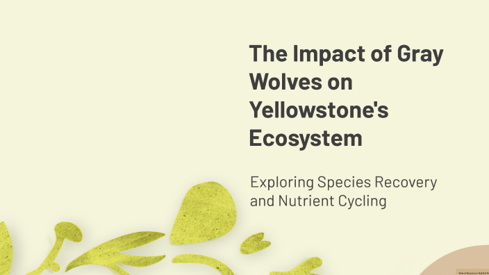 The Impact of Gray Wolves on Yellowstone's Ecosystem by Ashley Valdez ...