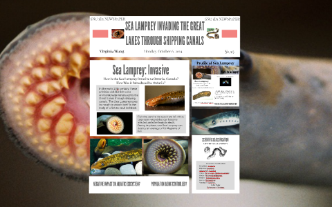 Invasive Species: SEA LAMPREY by Virginia Wong
