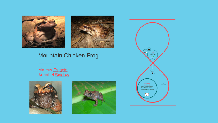 Mountain Chicken Frog by Marcus Estacio on Prezi