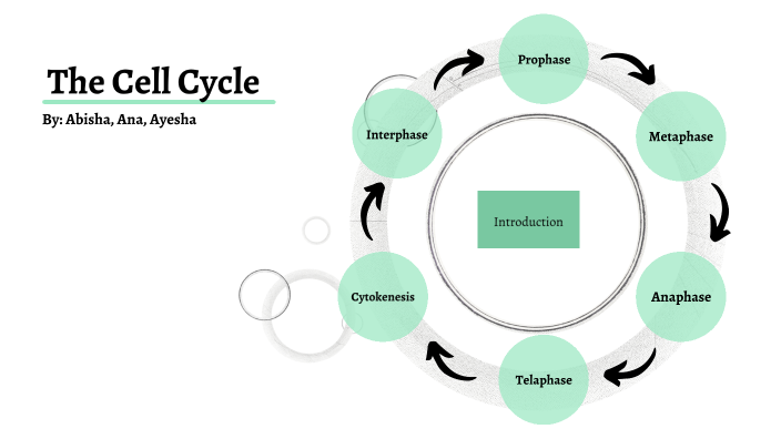 The Oreo Cell Cycle by Abisha Balachandran on Prezi