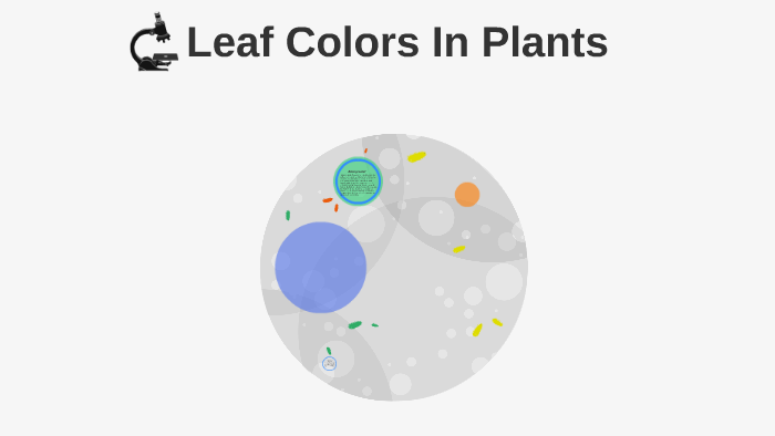 Leaf Colors In Plants by Brenda Reed on Prezi
