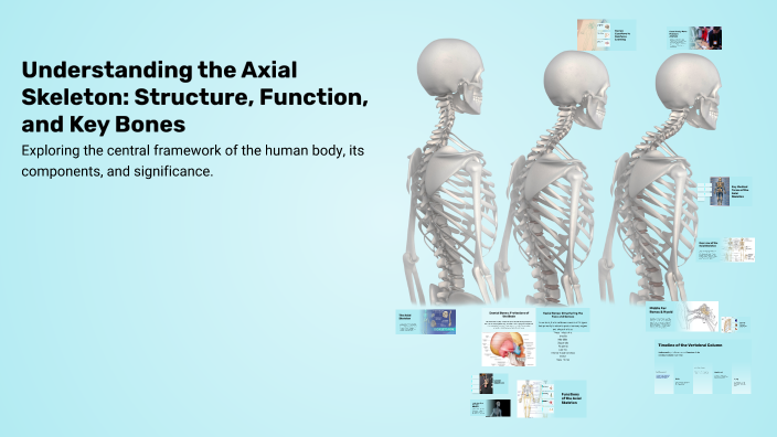 Understanding the Axial Skeleton: Structure, Function, and Key Bones by ...
