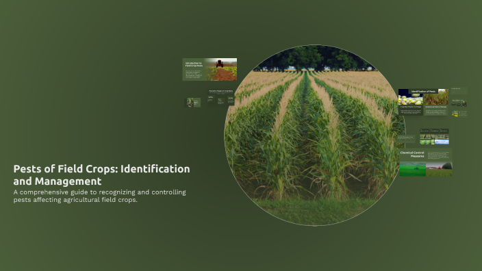 Pests of Field Crops: Identification and Management by Farhan Khan on Prezi