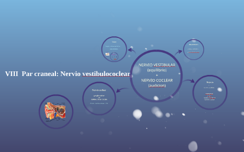 Viii Par Craneal Nervio Vestibulococlear By Lourdes Klocker On Prezi