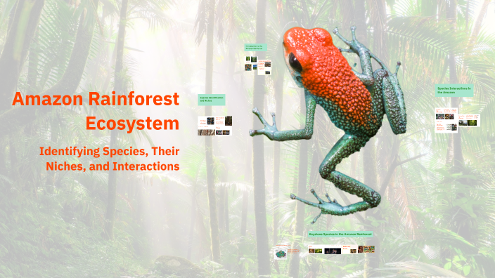 Amazon Rainforest Ecosystem by Shasta Lynn Winters on Prezi