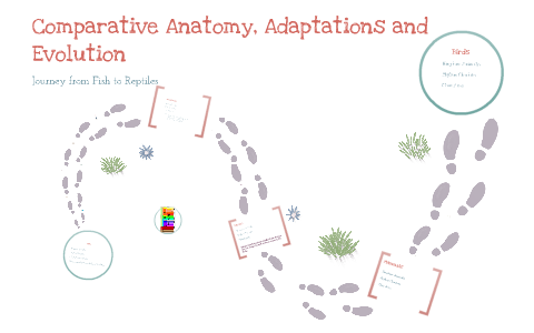 Comparative Anatomy, Adaptations and Evolution by Shannon Lynch on Prezi