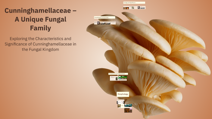 Cunninghamellaceae – A Unique Fungal Family by A entertainment on Prezi