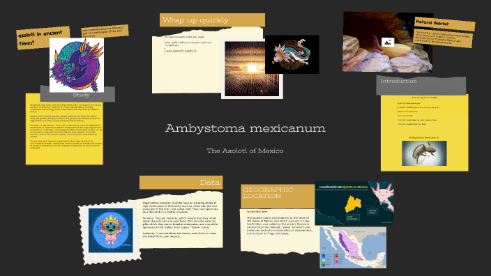 Ambystoma mexicanum by Héctor Emilio Cardoso Sanchez on Prezi