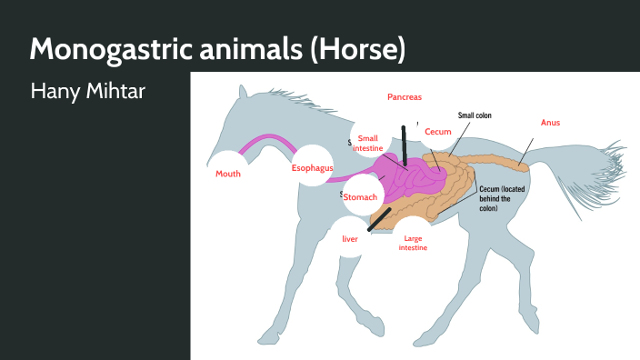 Monogastric animals (Horse) by Hany Mihtar on Prezi