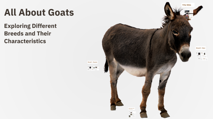 All About Goats by Ethan Hernandez on Prezi