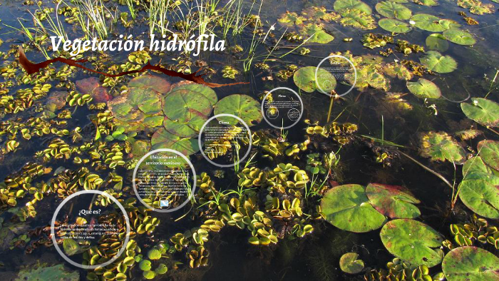 Vegetación hidrófila by maria valenzuela on Prezi