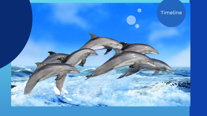 La vida de los delfines by Estudiantes Bethlemitas on Prezi